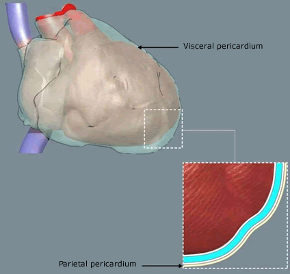 Fig 1 Visceral and parietal pericardium